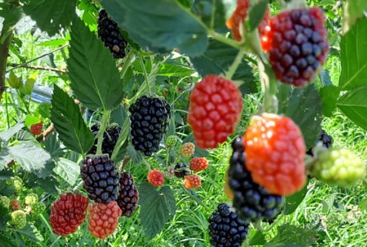 Nova cultivar de amora-preta promete lucro elevado e sabor aprimorado ...